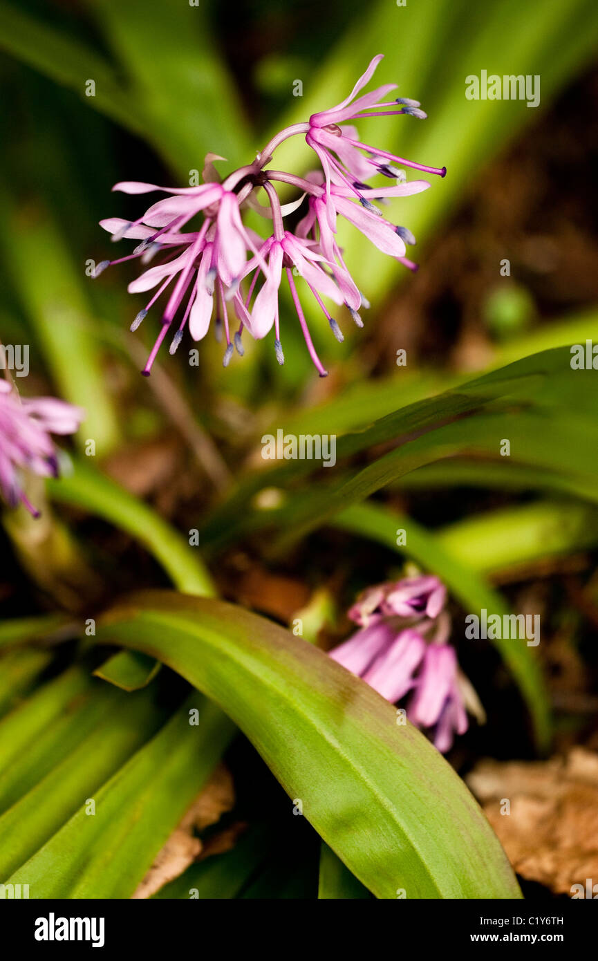 Heloniopsis orientalis hi-res stock photography and images - Alamy