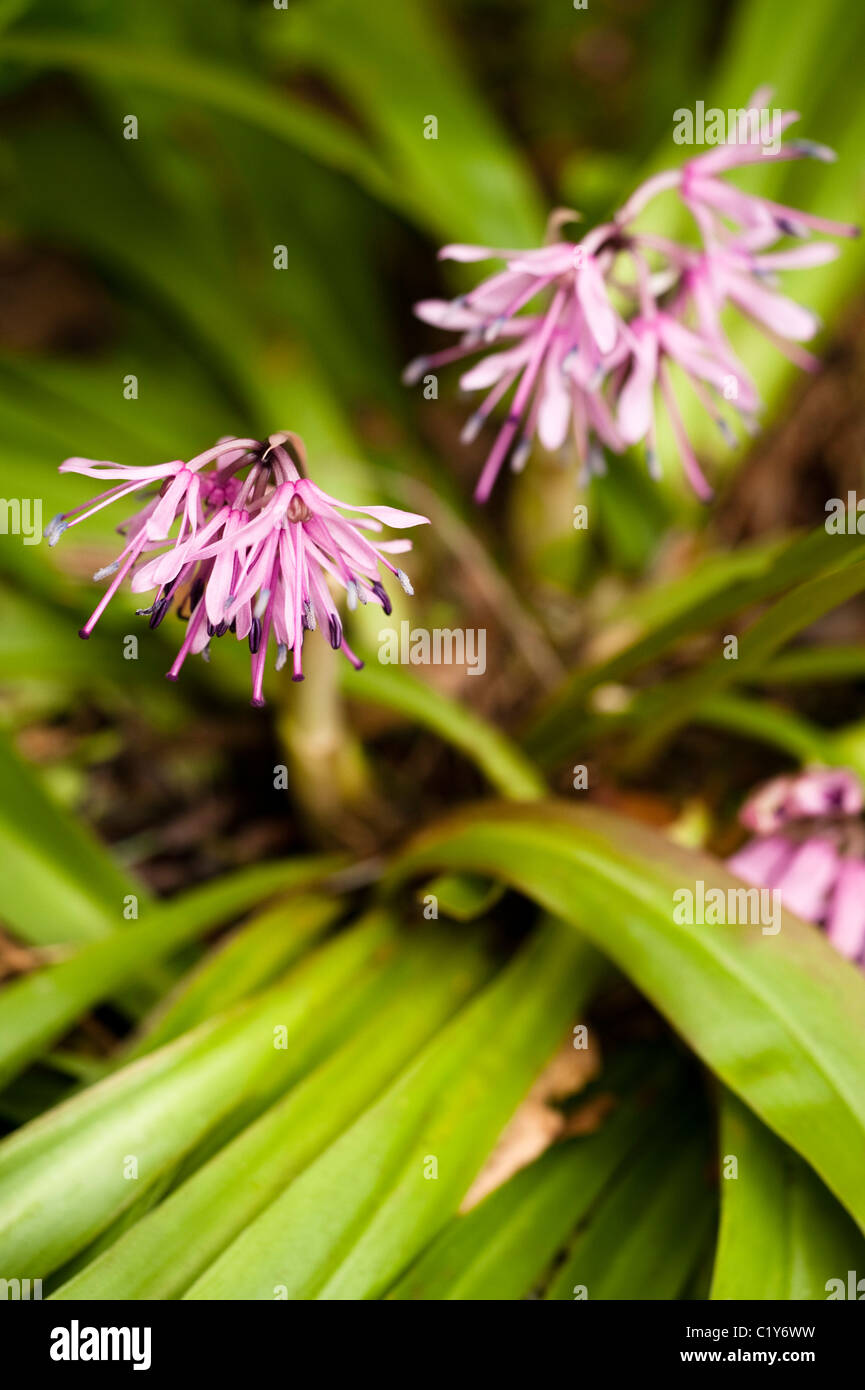 Heloniopsis orientalis hi-res stock photography and images - Alamy