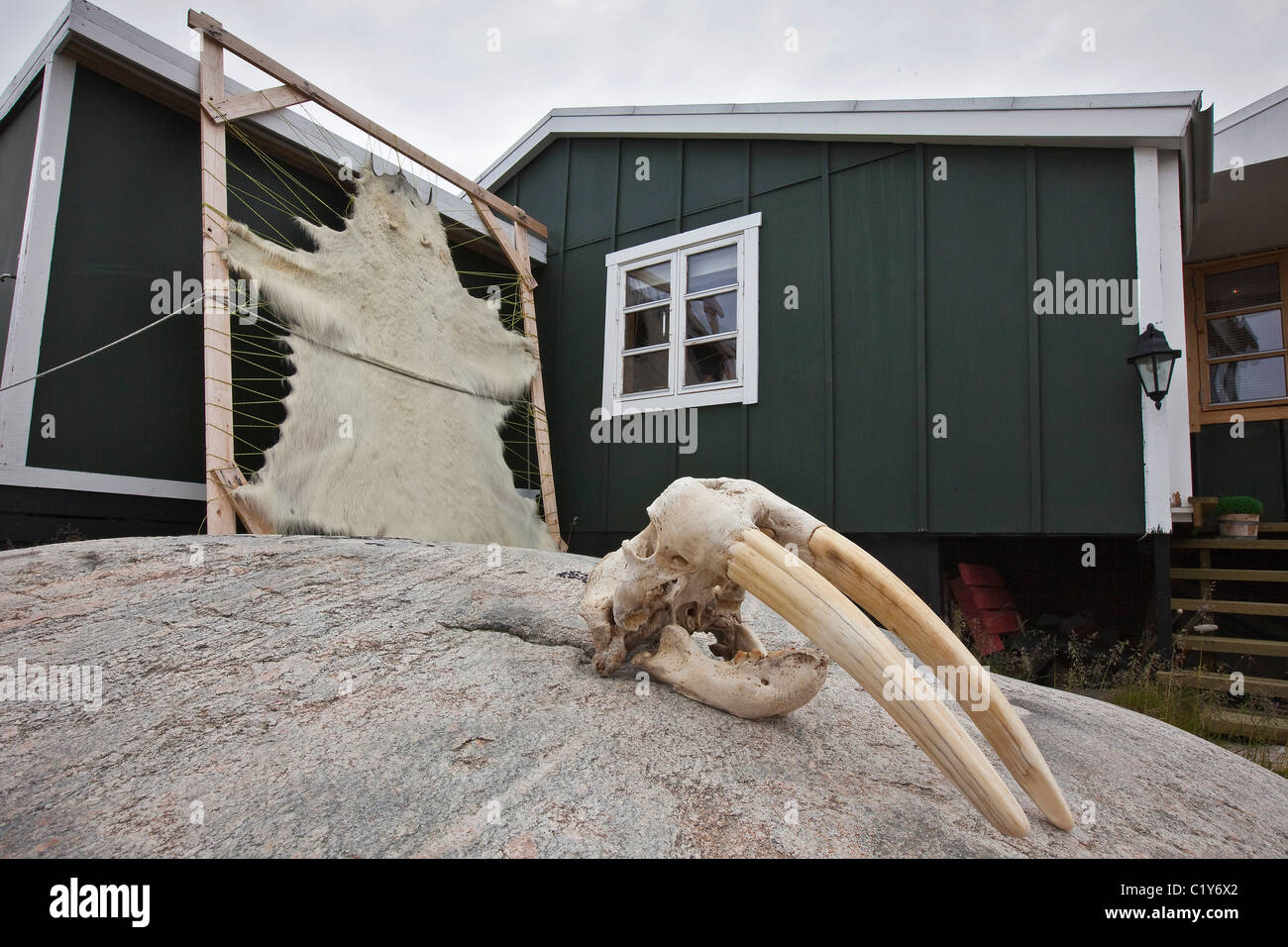 Walrus bones hi-res stock photography and images - Alamy