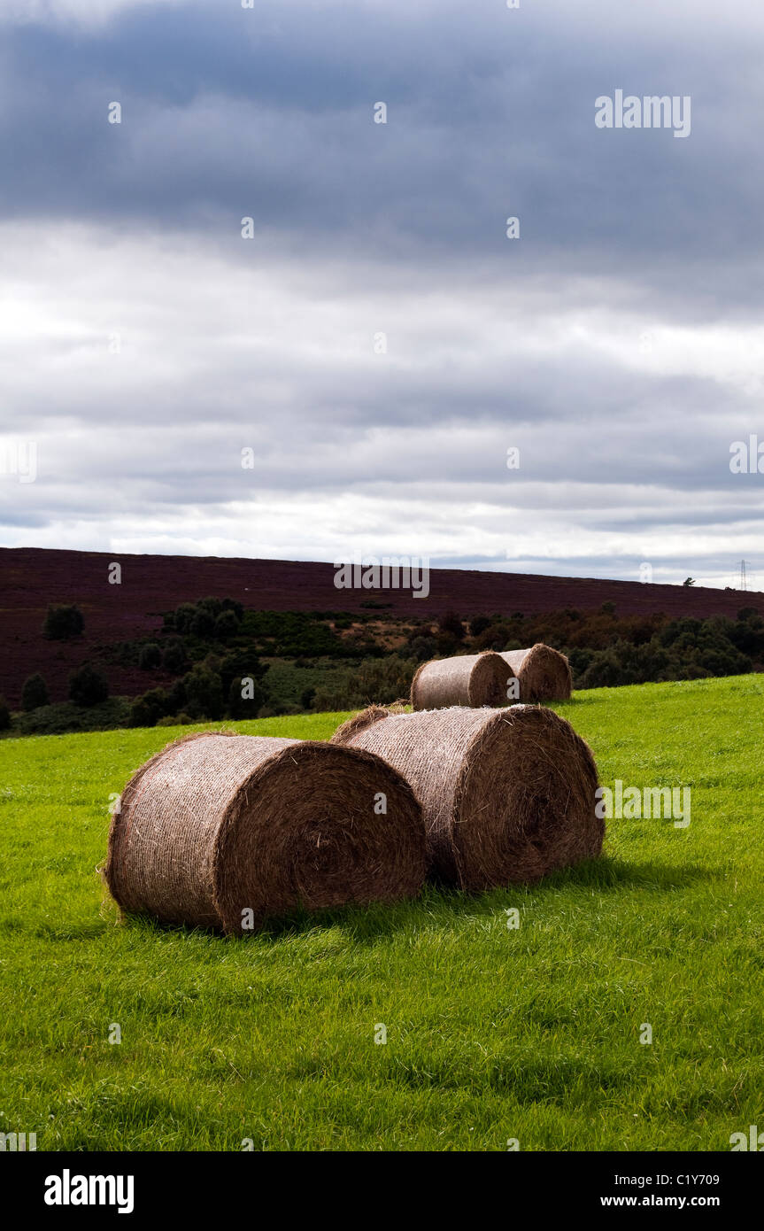 Straw bales in a field Stock Photo - Alamy