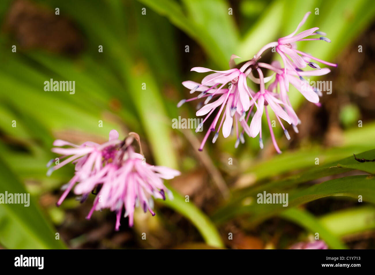 Heloniopsis orientalis hi-res stock photography and images - Alamy