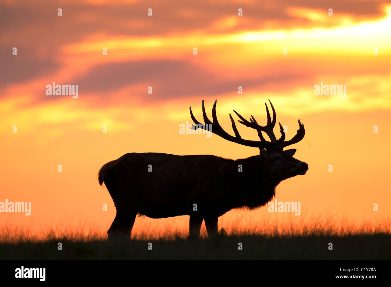 Stag sun rise hi-res stock photography and images - Alamy