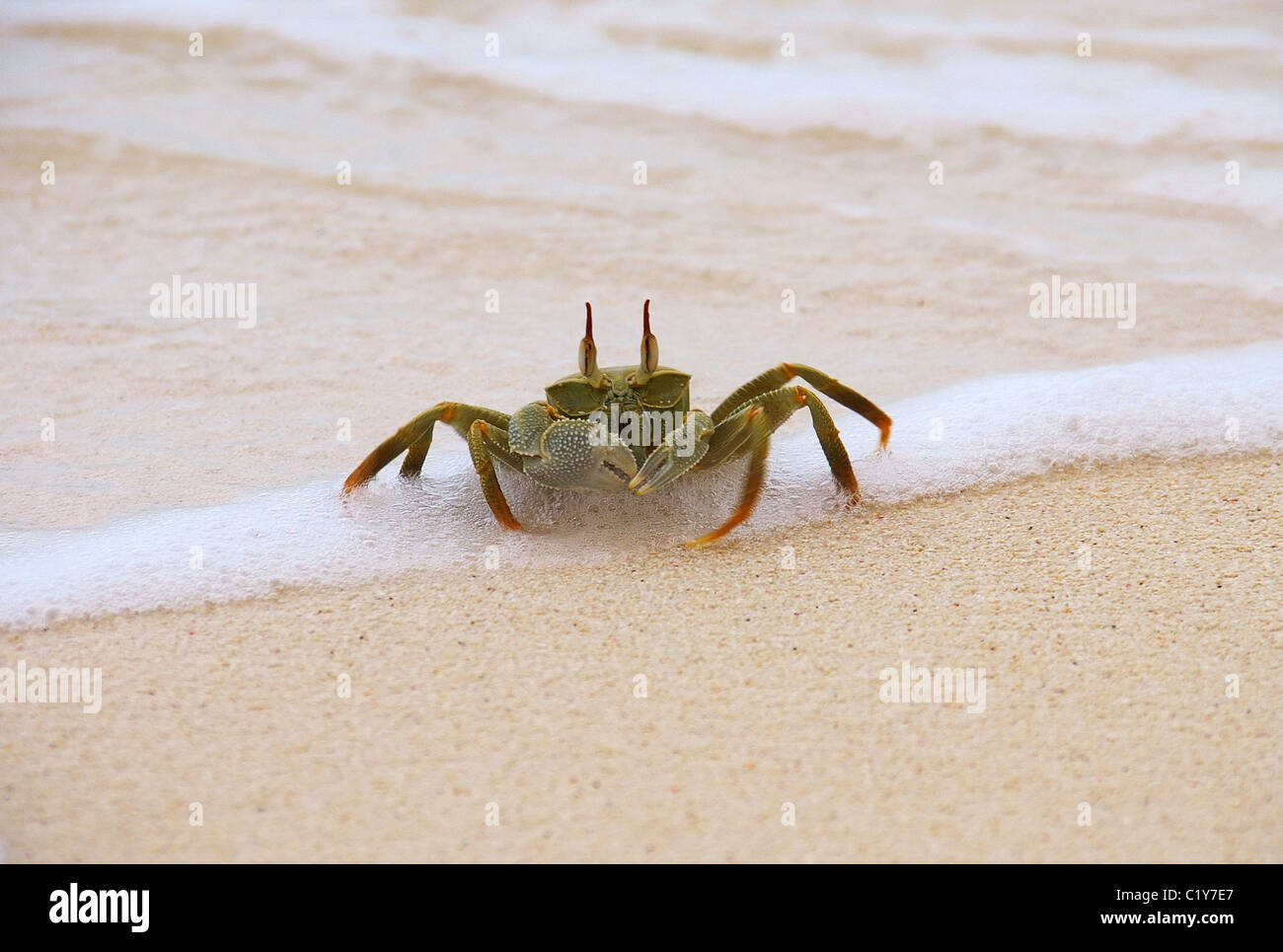 Horned ghost crab hi-res stock photography and images - Alamy