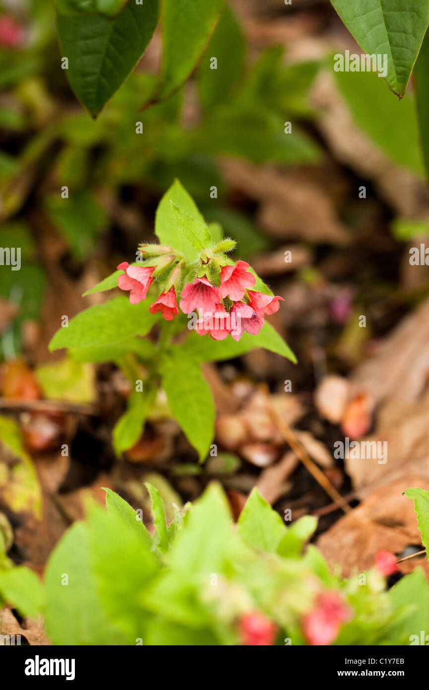 Red lungwort pulmonaria rubra hi-res stock photography and images - Alamy