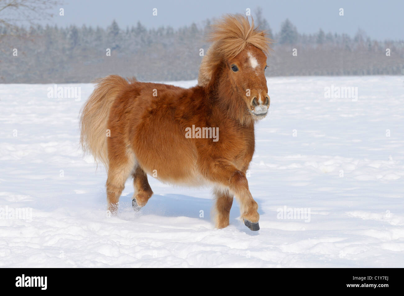 Mini horse walking hi-res stock photography and images - Alamy