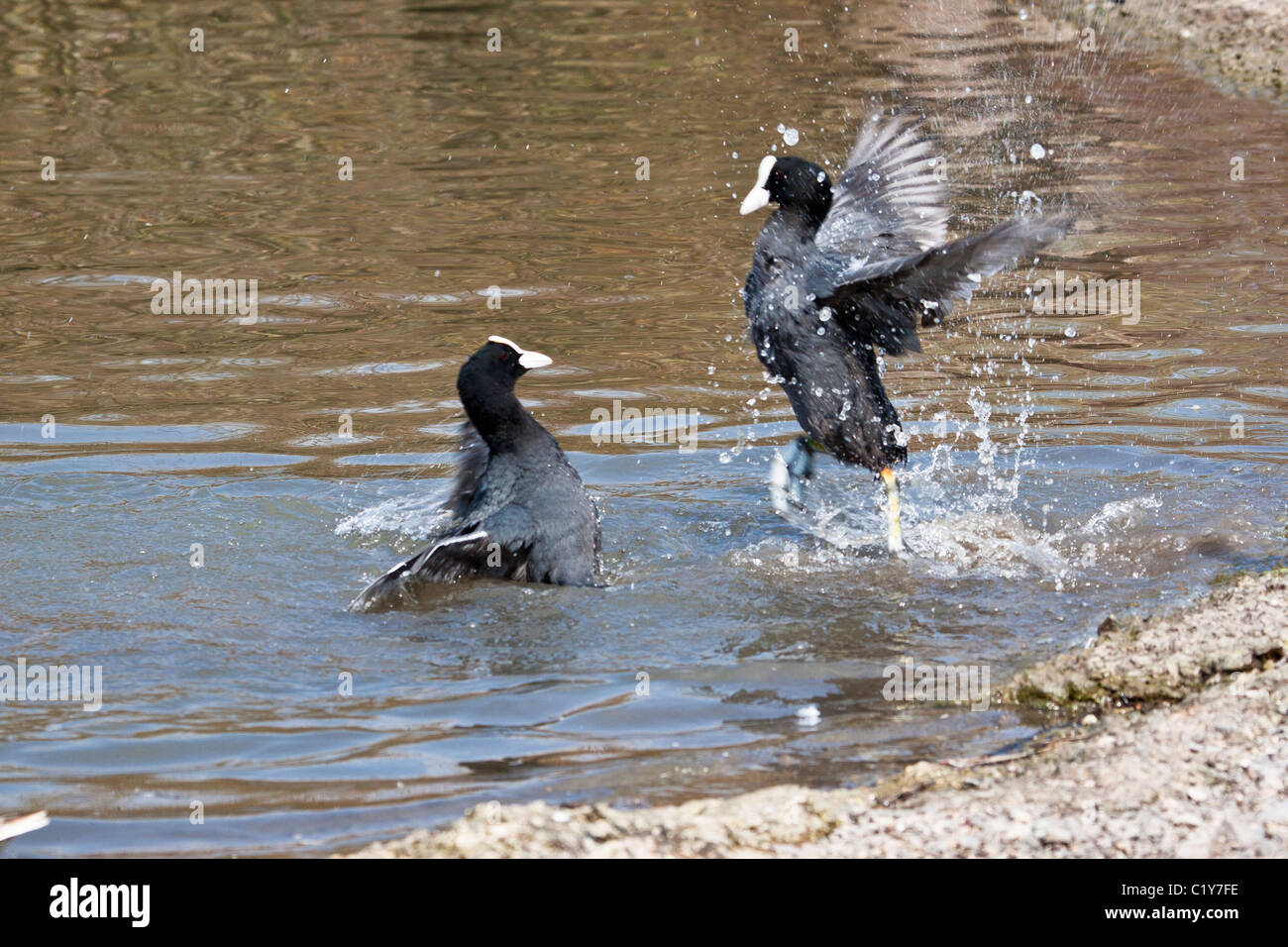 Fighting birds hi-res stock photography and images - Alamy