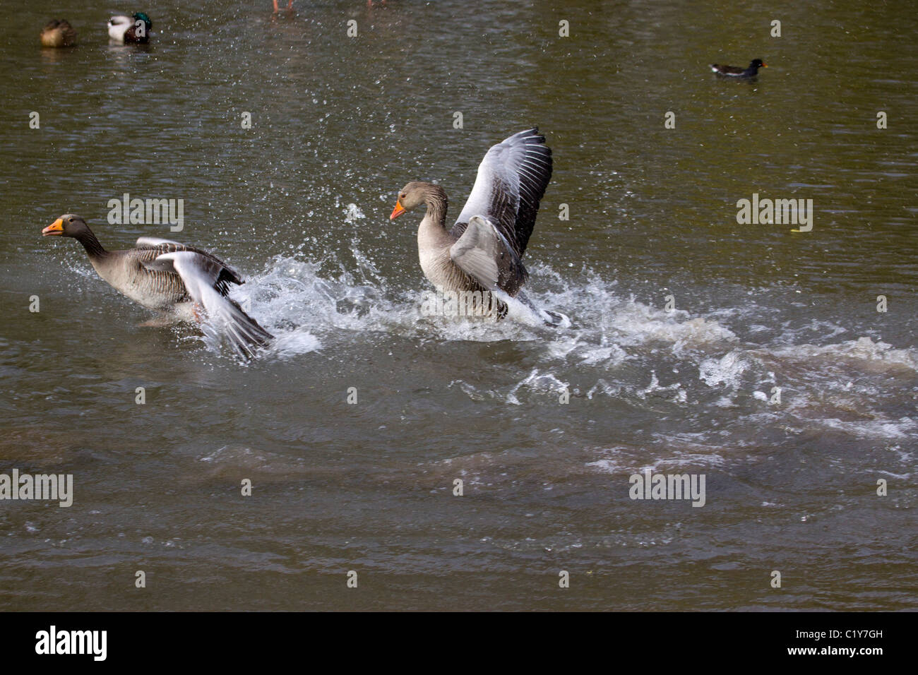 greylag geese showing aggression in mating season Stock Photo - Alamy