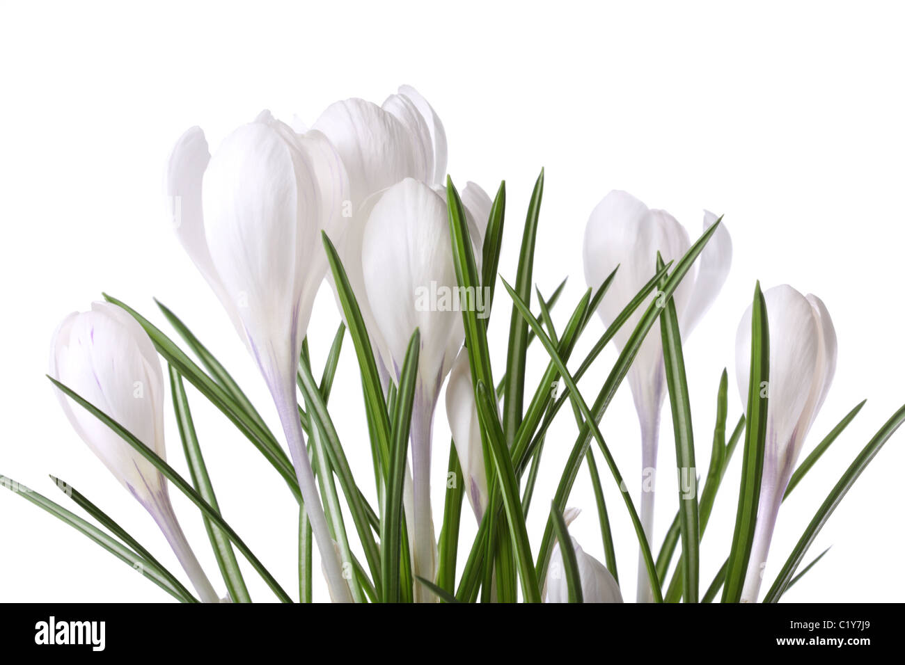 White crocuses isolated on white background Stock Photo - Alamy