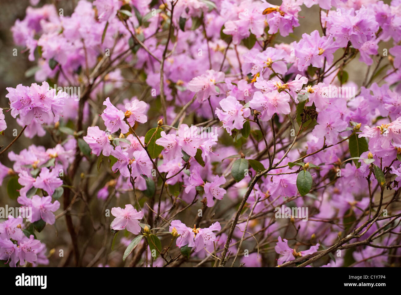 Rhododendron ‘Praecox’ in bloom in March Stock Photo - Alamy