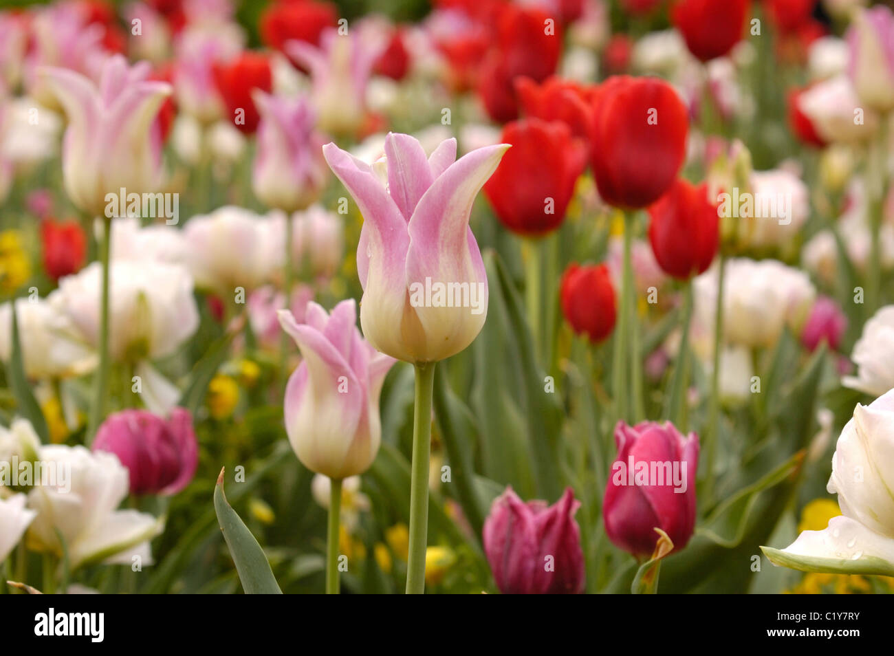Emphasis to the color of the flowers hi-res stock photography and ...