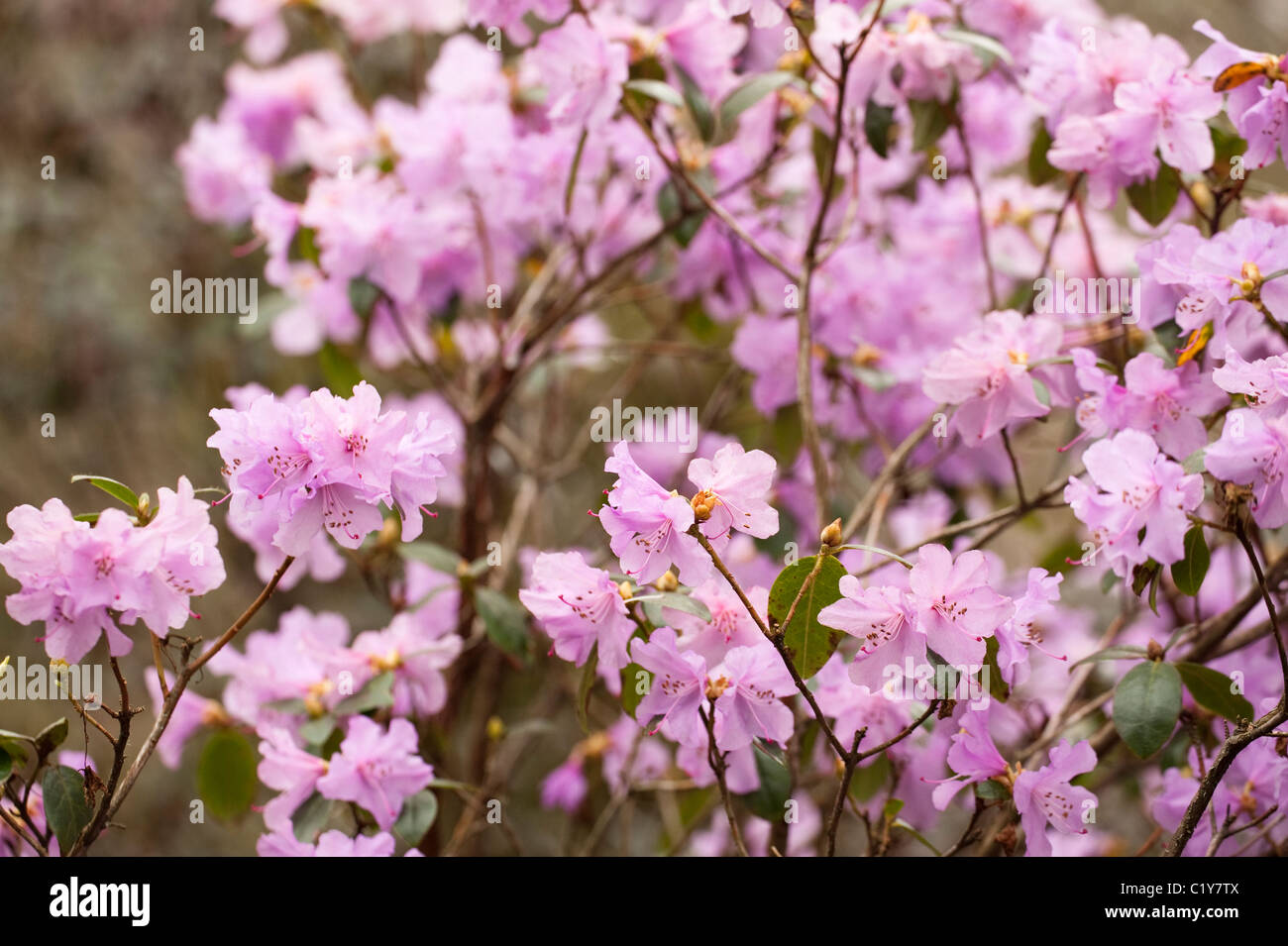 Rhododendron ‘Praecox’ in bloom in March Stock Photo - Alamy