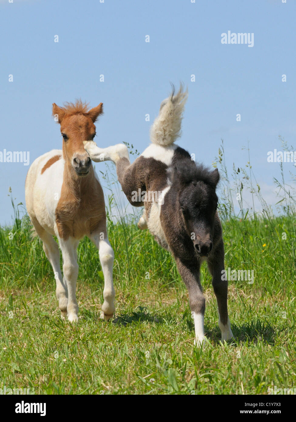 Two horses jumping hi-res stock photography and images - Alamy