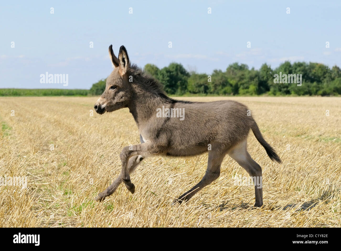 young donkey - running on field Stock Photo - Alamy