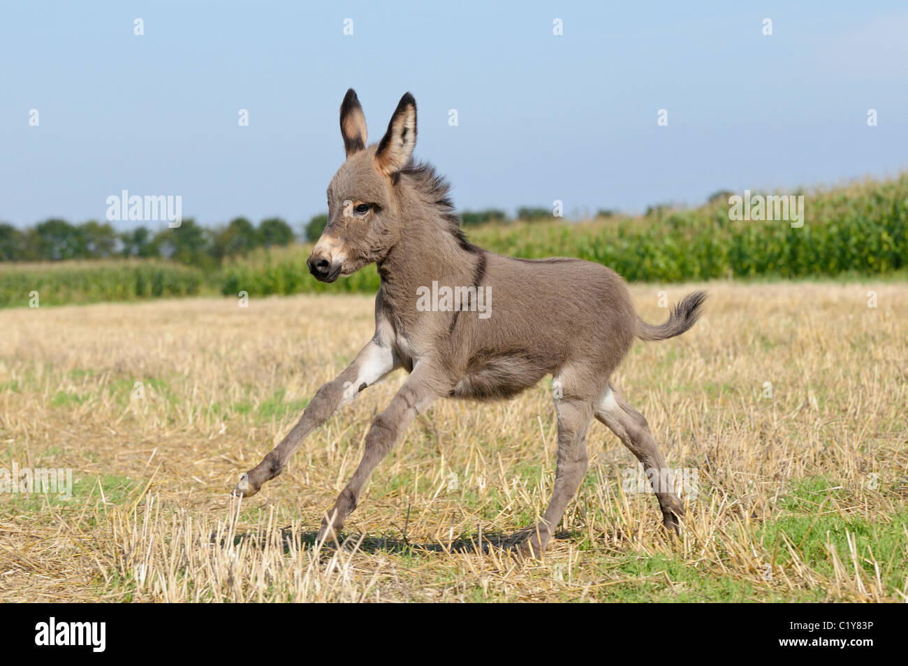 Donkey running hi-res stock photography and images - Alamy