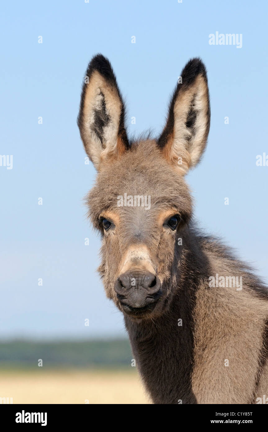 young donkey - portrait Stock Photo - Alamy