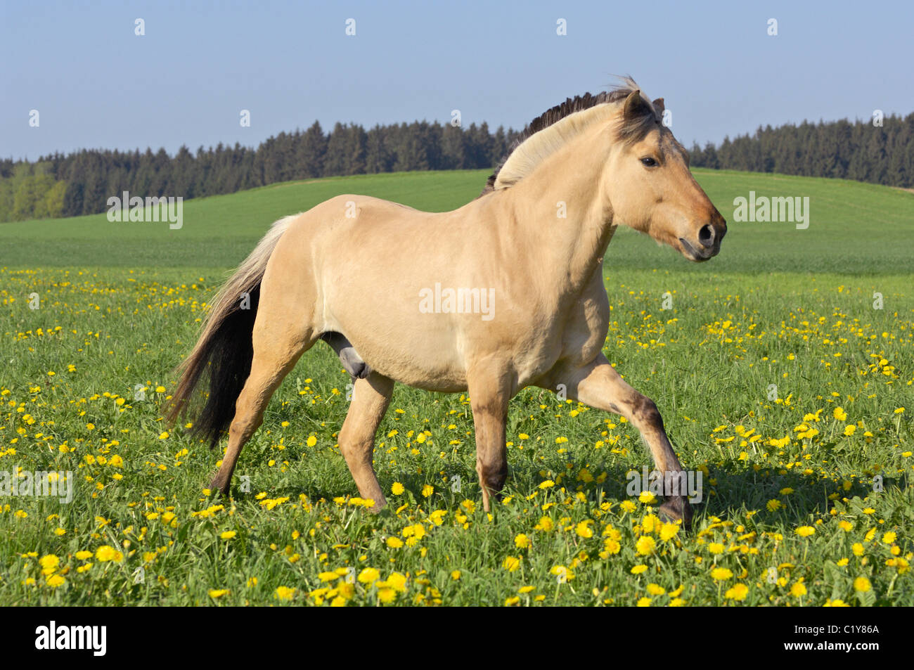 Norwegian Fjord horse on meadow Stock Photo - Alamy