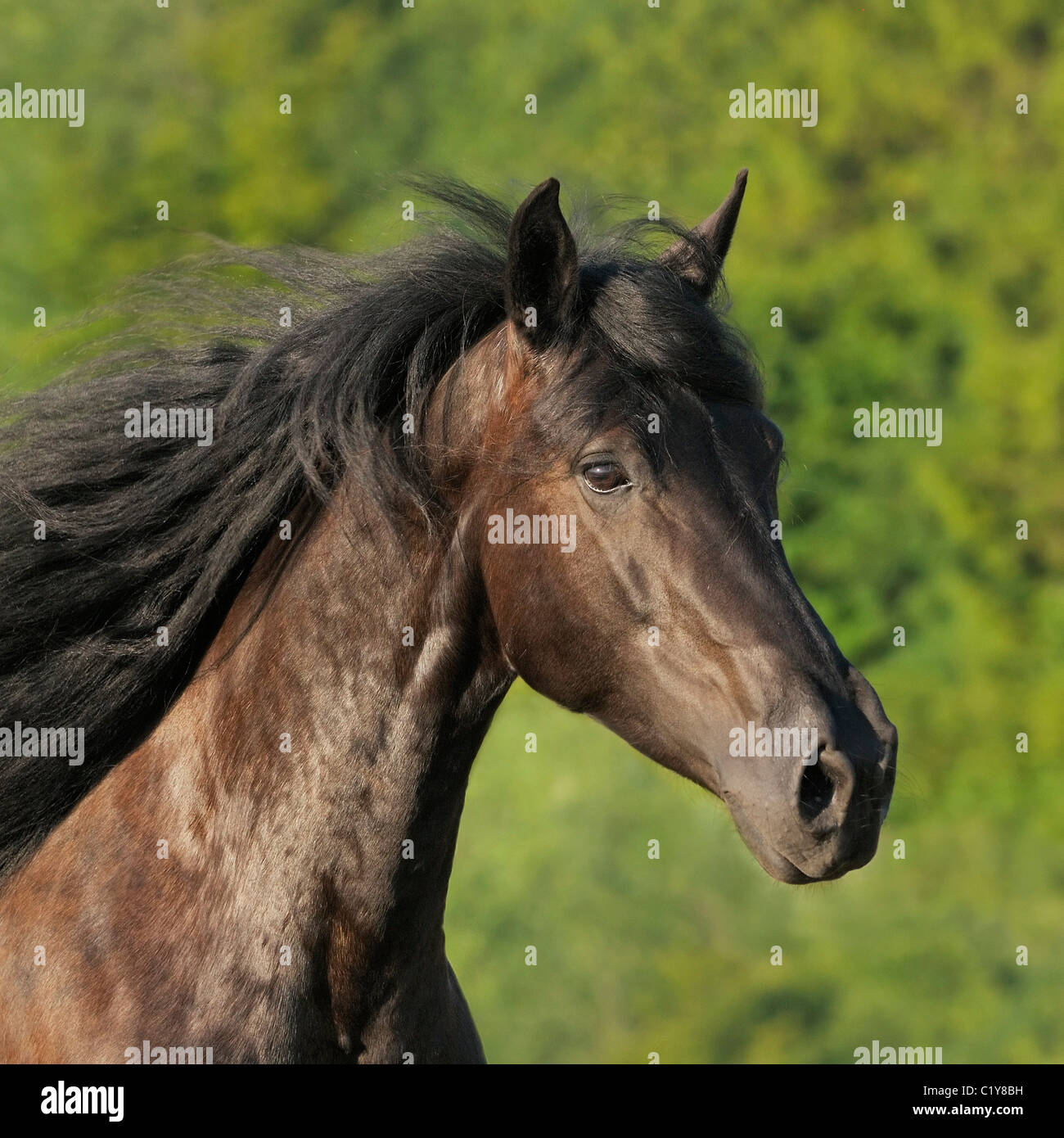 Spanish Mustang horse - portrait Stock Photo - Alamy