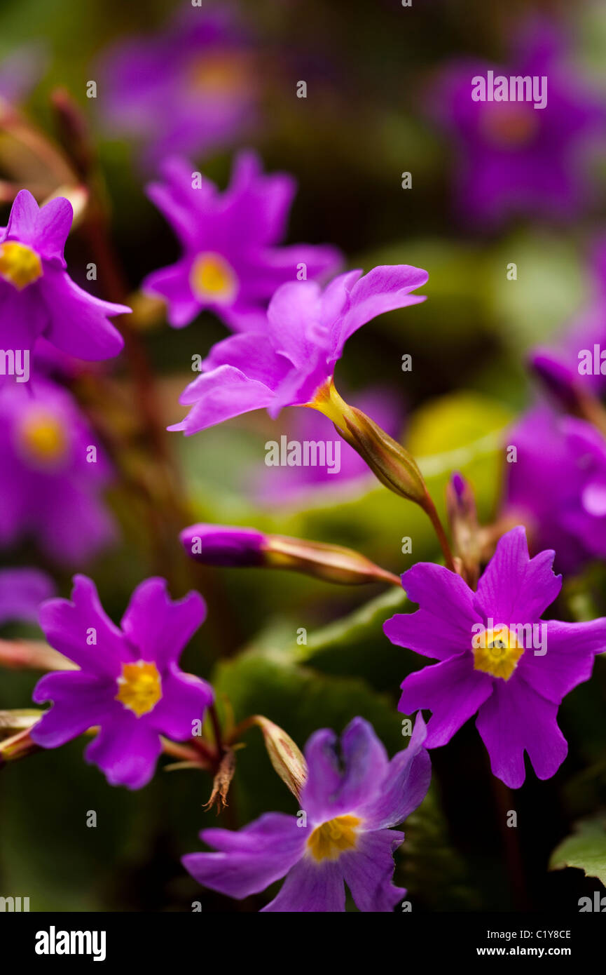 John fielding hi-res stock photography and images - Alamy