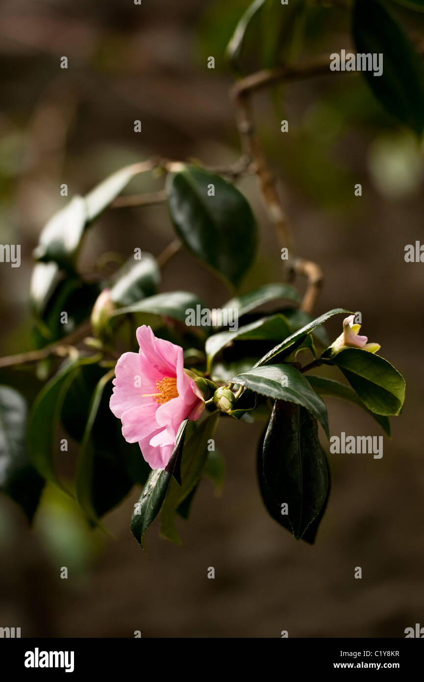 Shiro wabisuke hi-res stock photography and images - Alamy