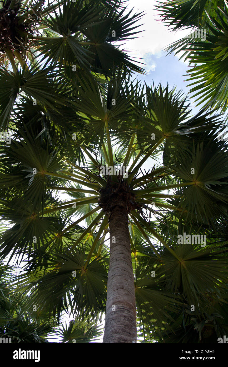 Stem of the palm and sheet leaving skyward Stock Photo - Alamy