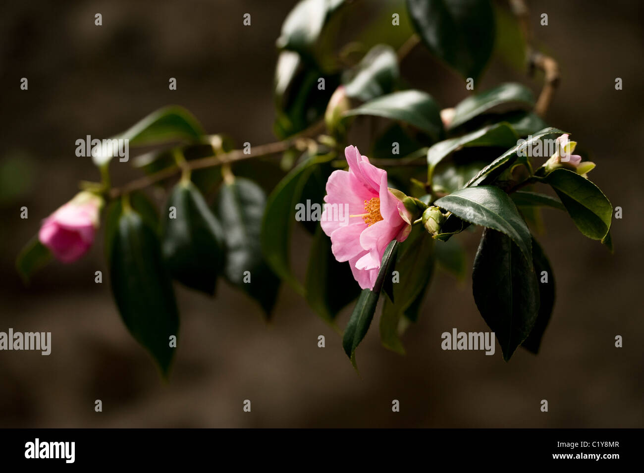Shiro wabisuke hi-res stock photography and images - Alamy
