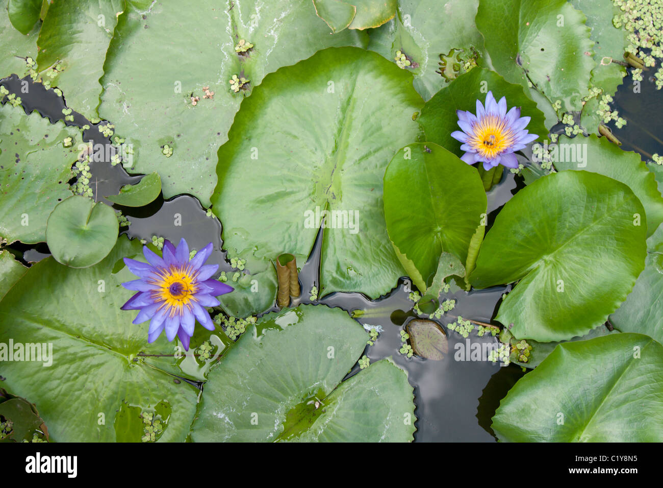 Two lilies with green sheet grow from water Stock Photo - Alamy