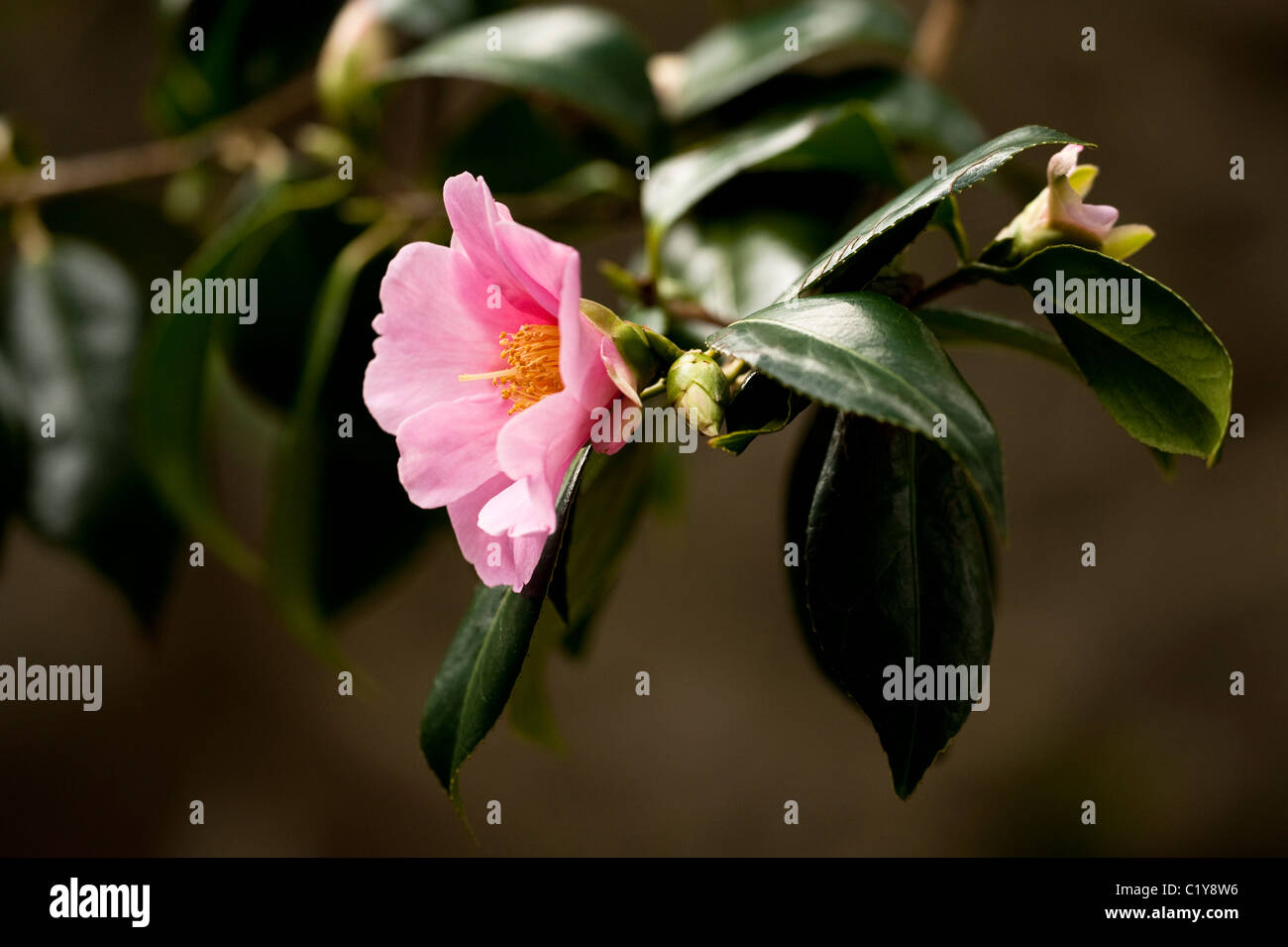 Shiro Wabisuke High Resolution Stock Photography and Images - Alamy