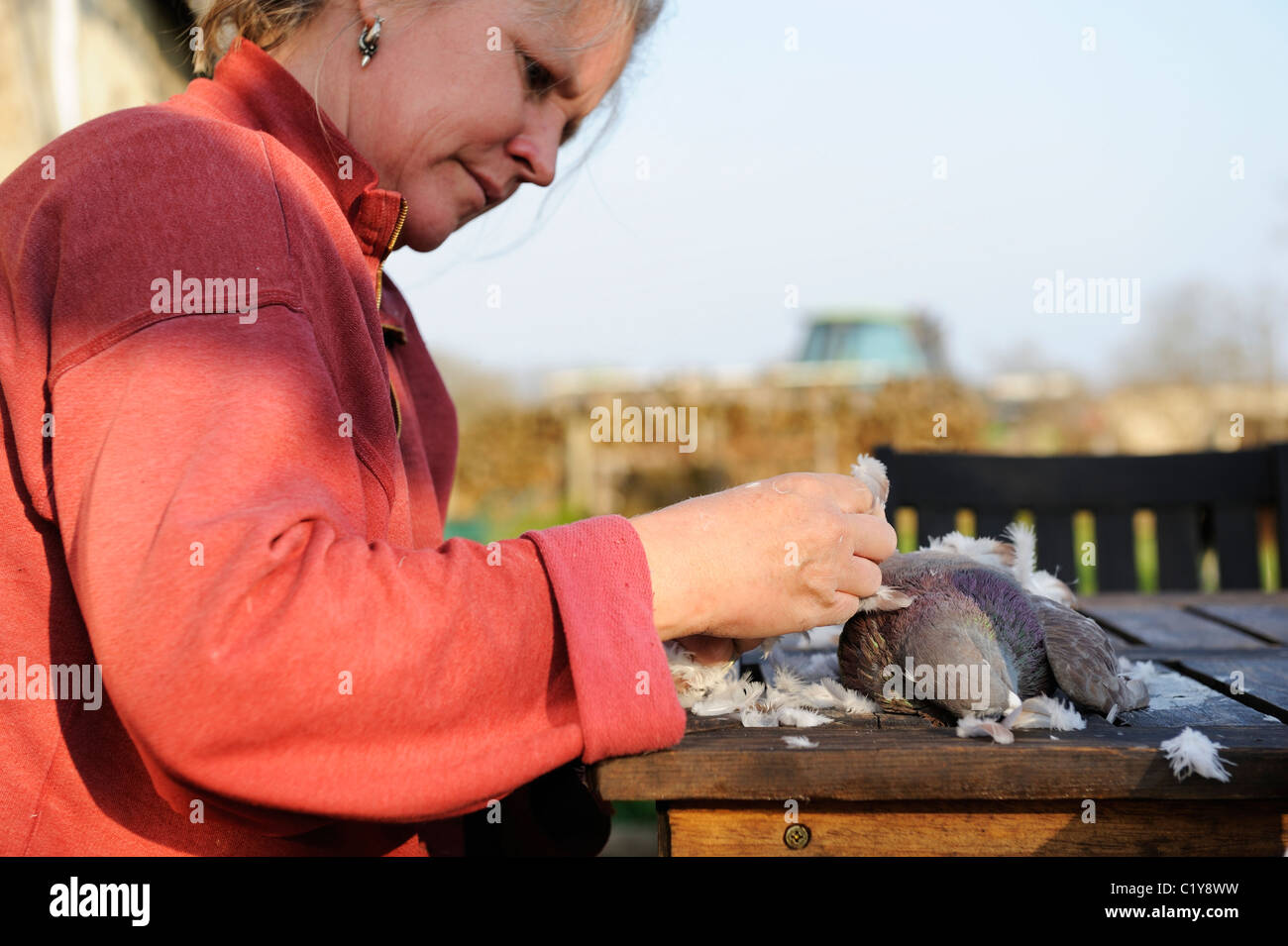 How to prepare a pigeon hi-res stock photography and images - Alamy