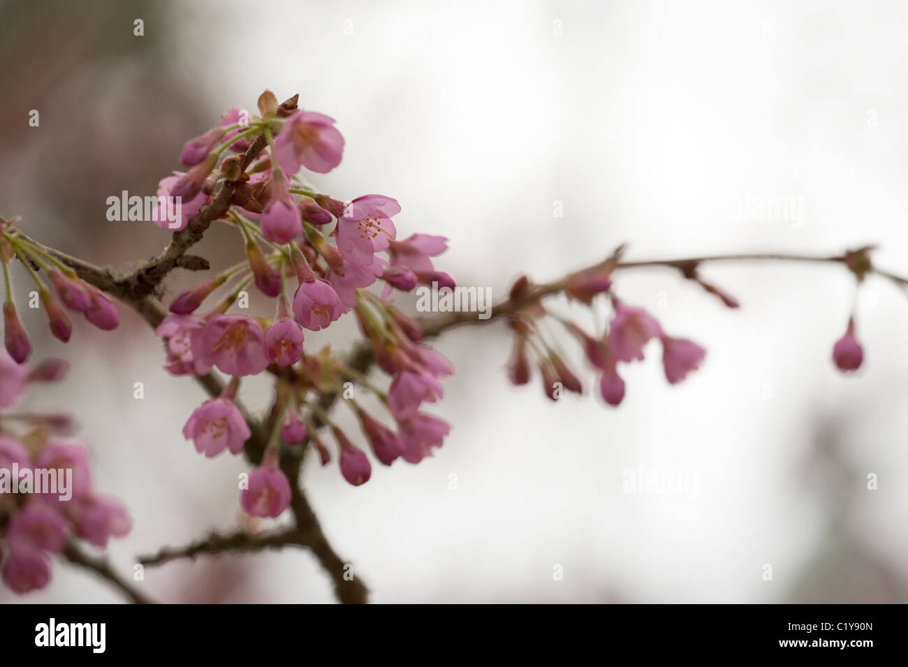 Kursar cherry hi-res stock photography and images - Alamy