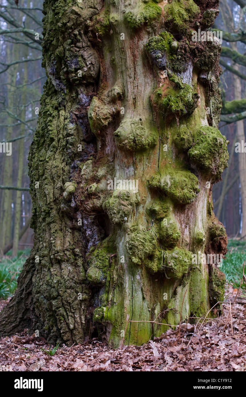Knobbly tree hi-res stock photography and images - Alamy