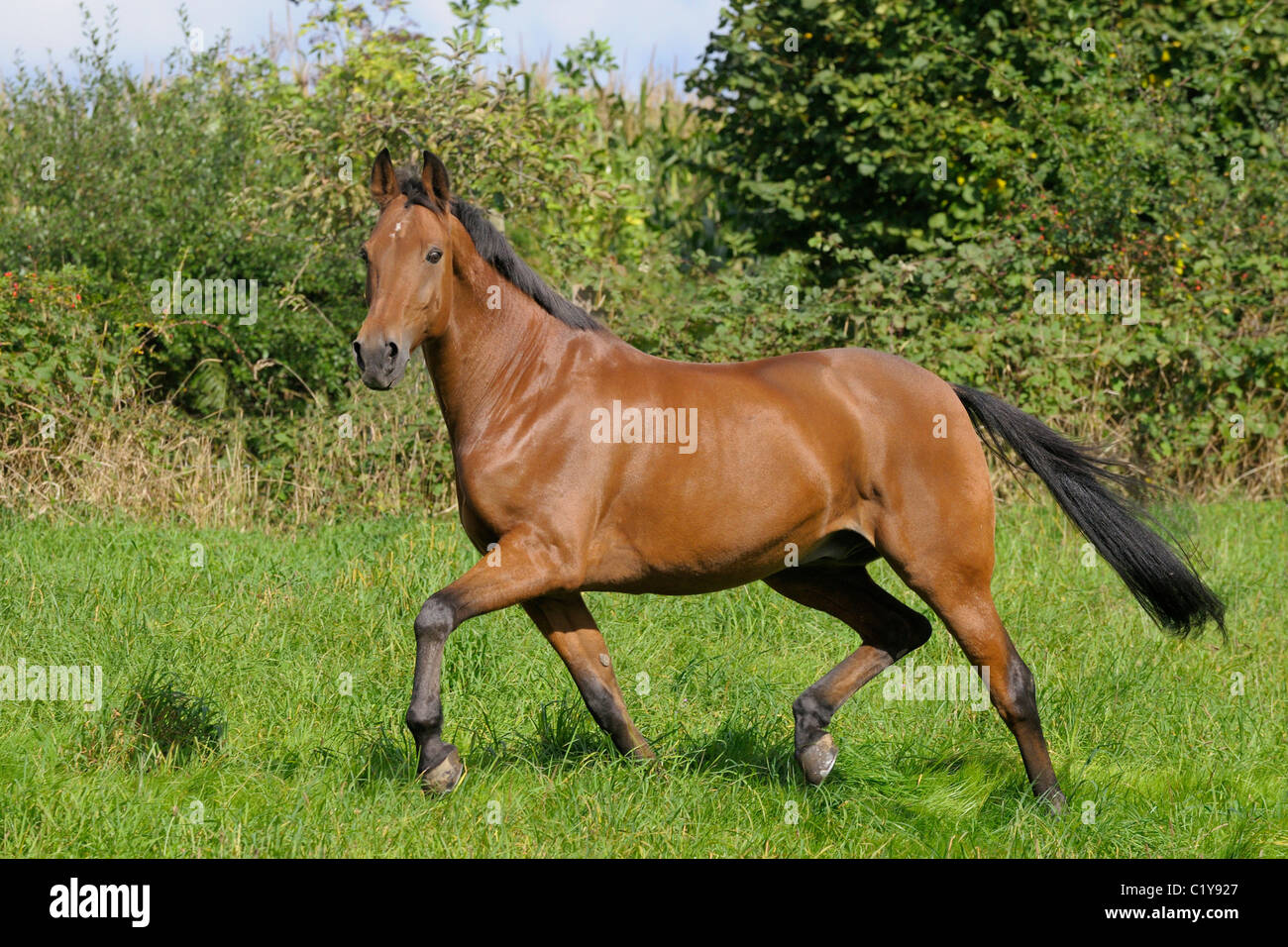 American Standardbred horse on meadow Stock Photo - Alamy