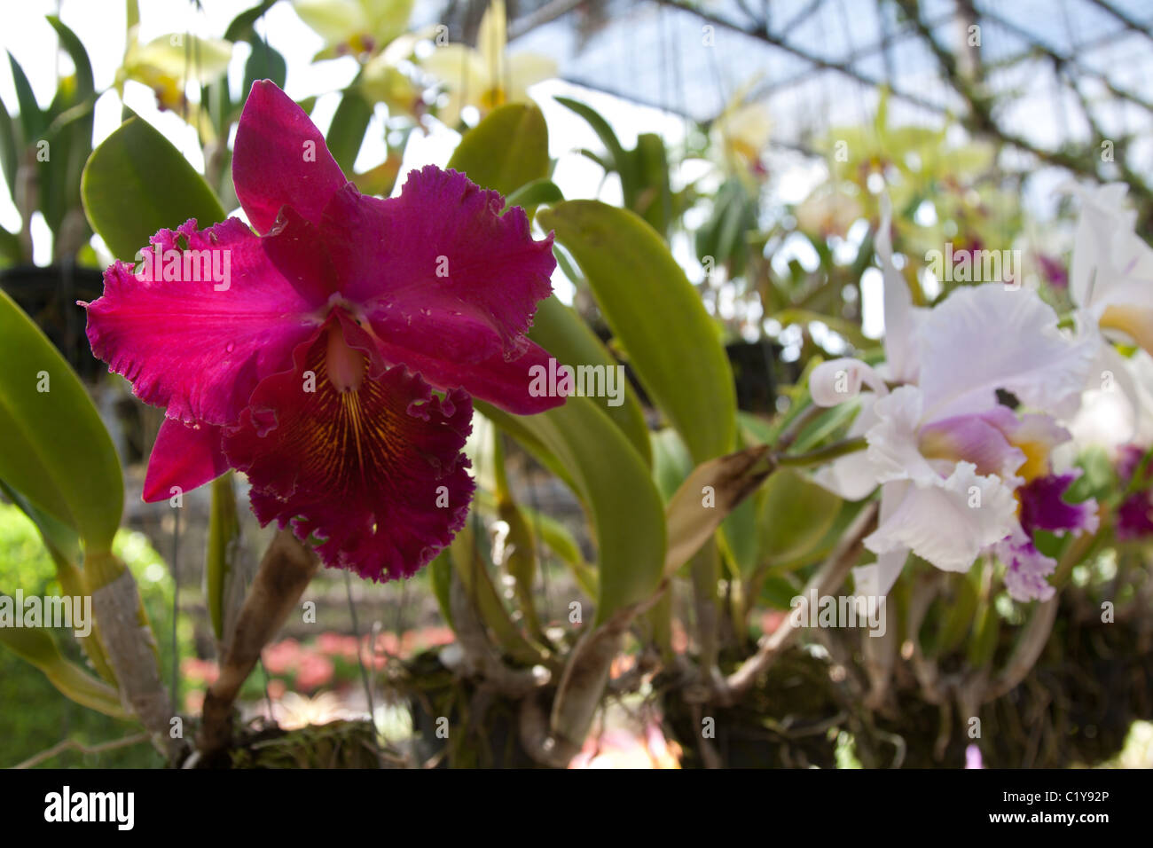 Orchid with violet core on background of the green herb Stock Photo - Alamy