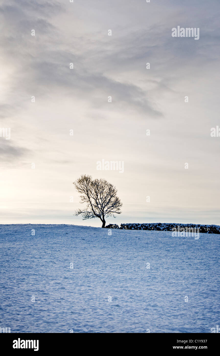 Lone tree in snow in winter Stock Photo - Alamy