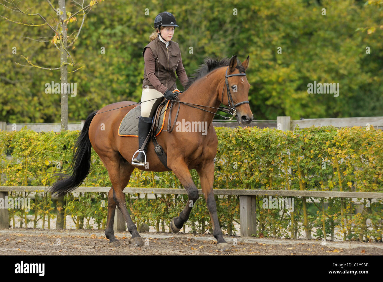 dressage woman riding American Standardbred horse Stock Photo - Alamy