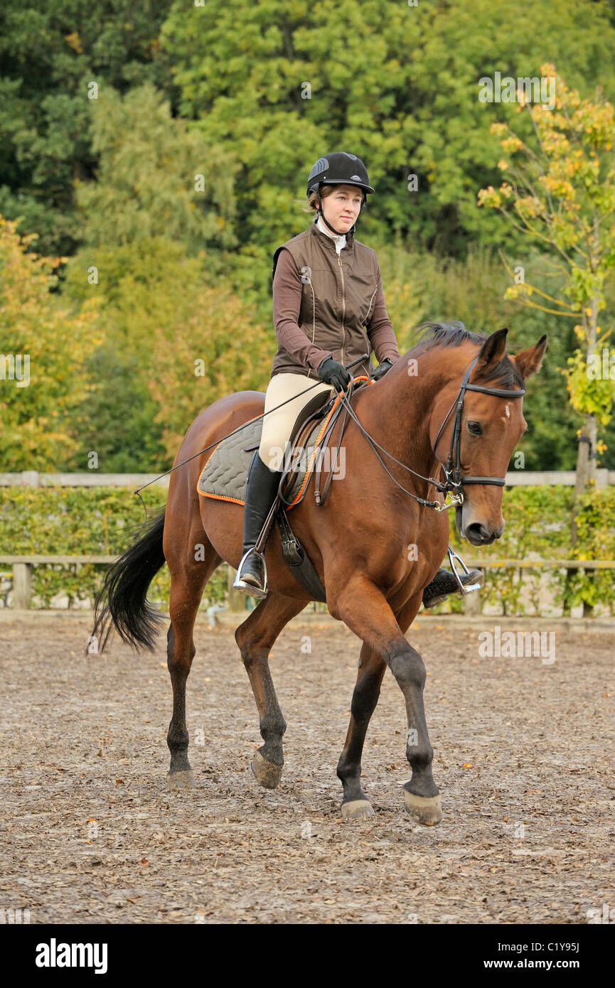 Standardbred Horse High Resolution Stock Photography and Images - Alamy
