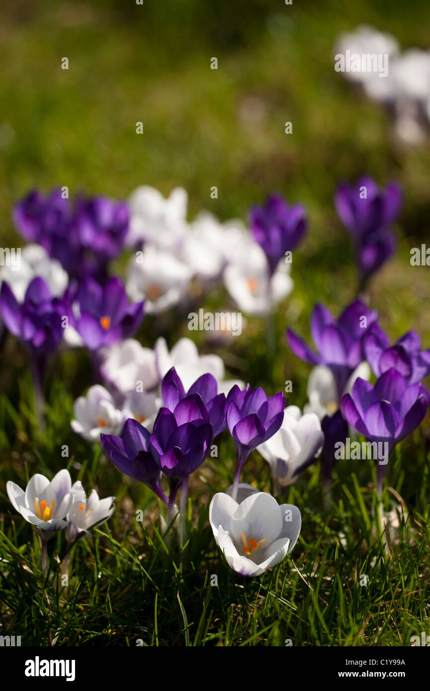 Crocus tommasinianus 'Ruby Giant' and Crocus chrysanthus 'Prince Claus ...