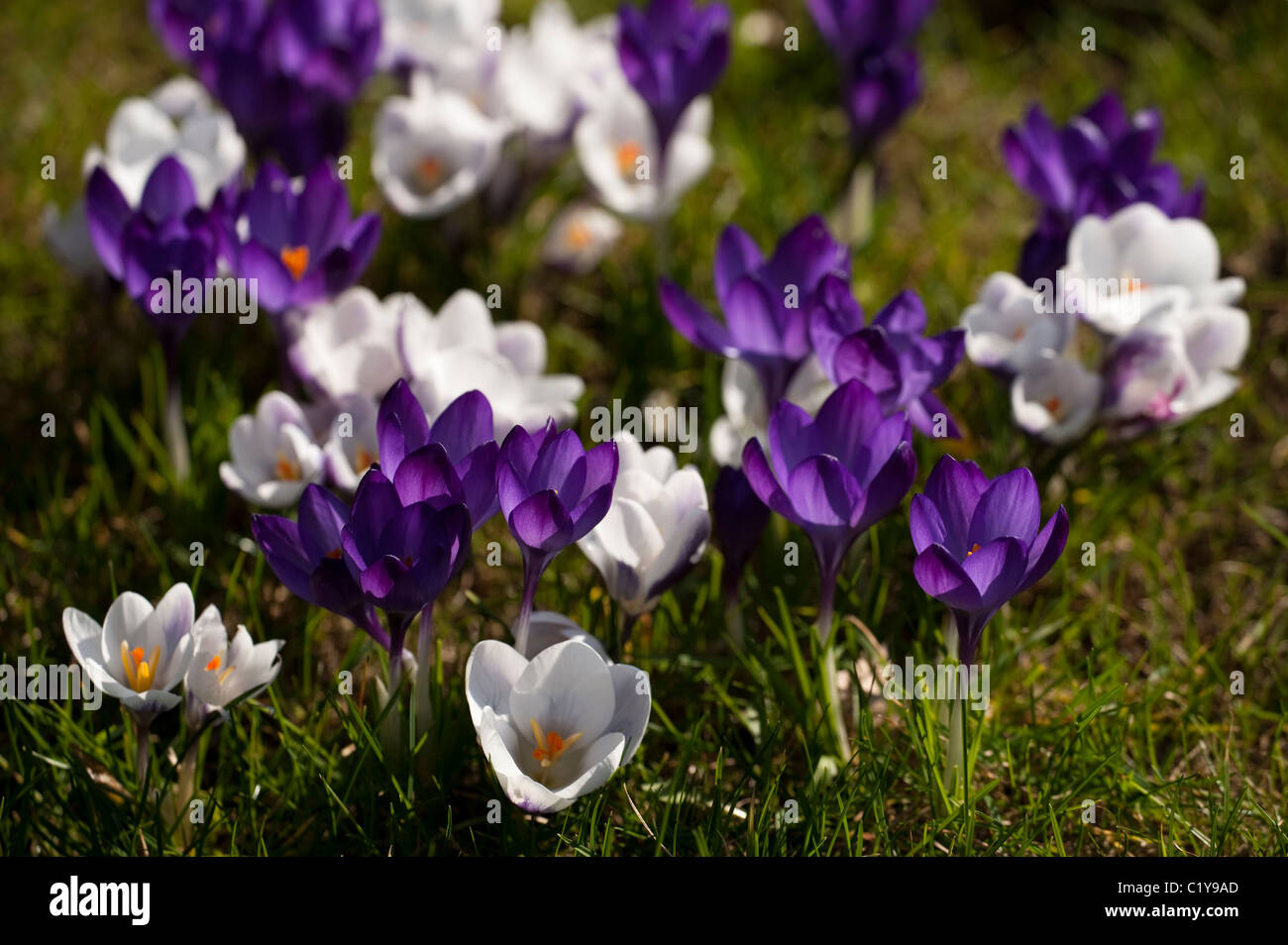 Crocus chrysanthus prince claus hi-res stock photography and images - Alamy
