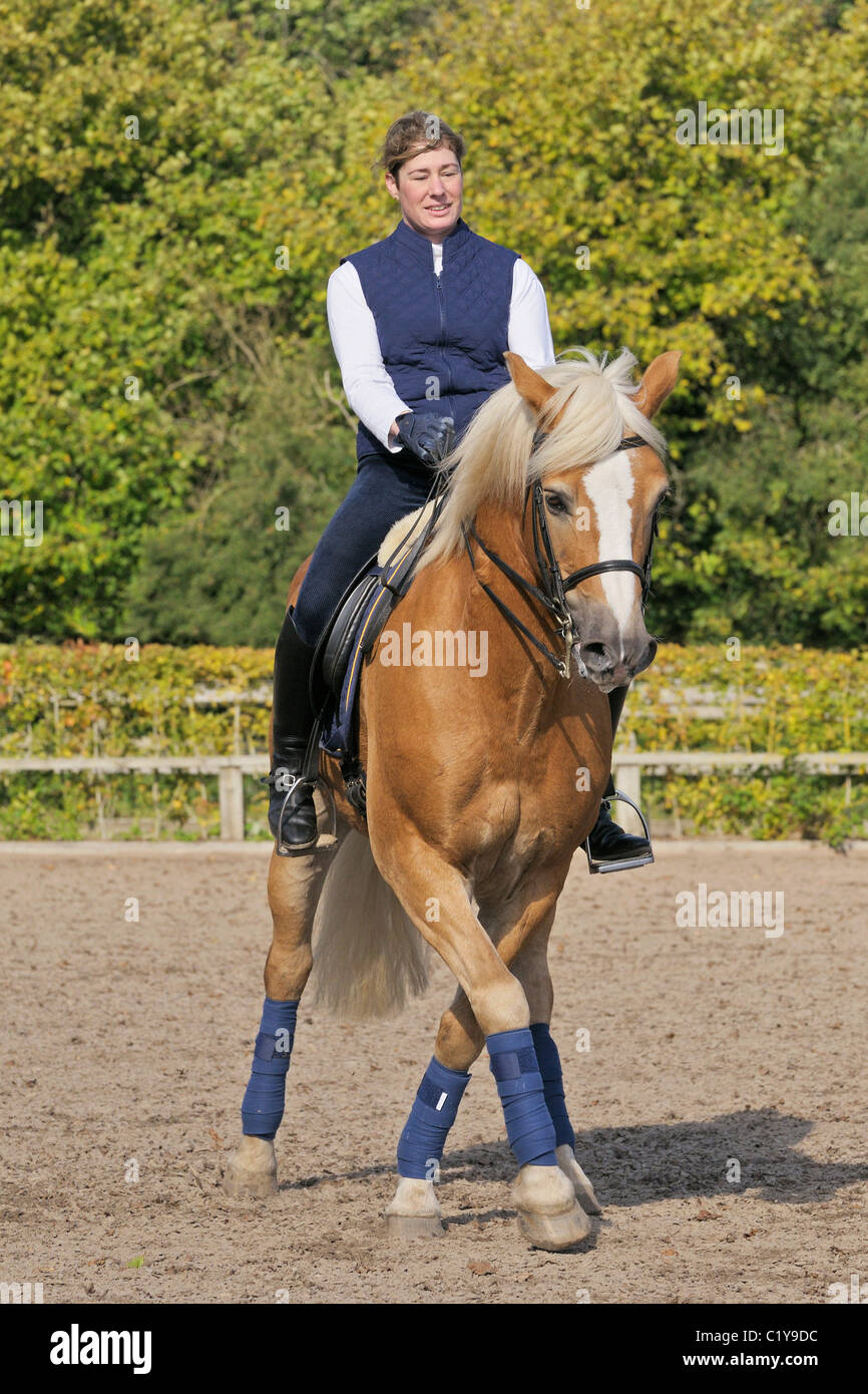 Haflinger Dressage