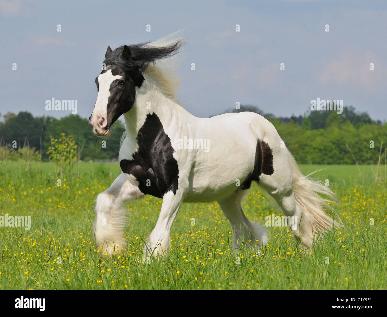 Tinker horse - galloping on meadow Stock Photo - Alamy