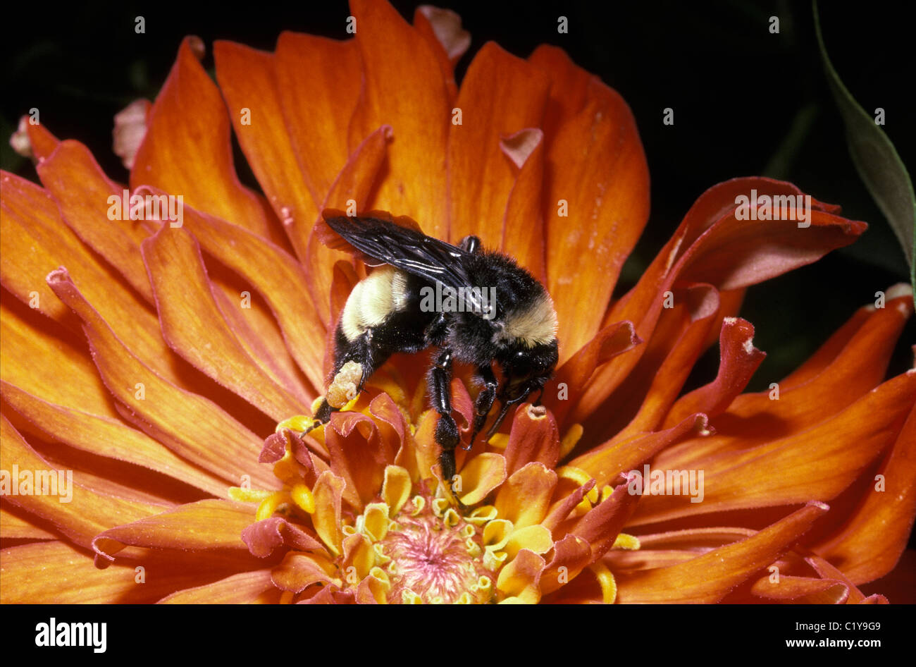 Bumble bee foraging hi-res stock photography and images - Alamy