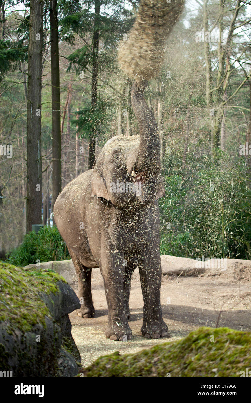 elephant is eating hay hanging in the trees and falling down Stock ...