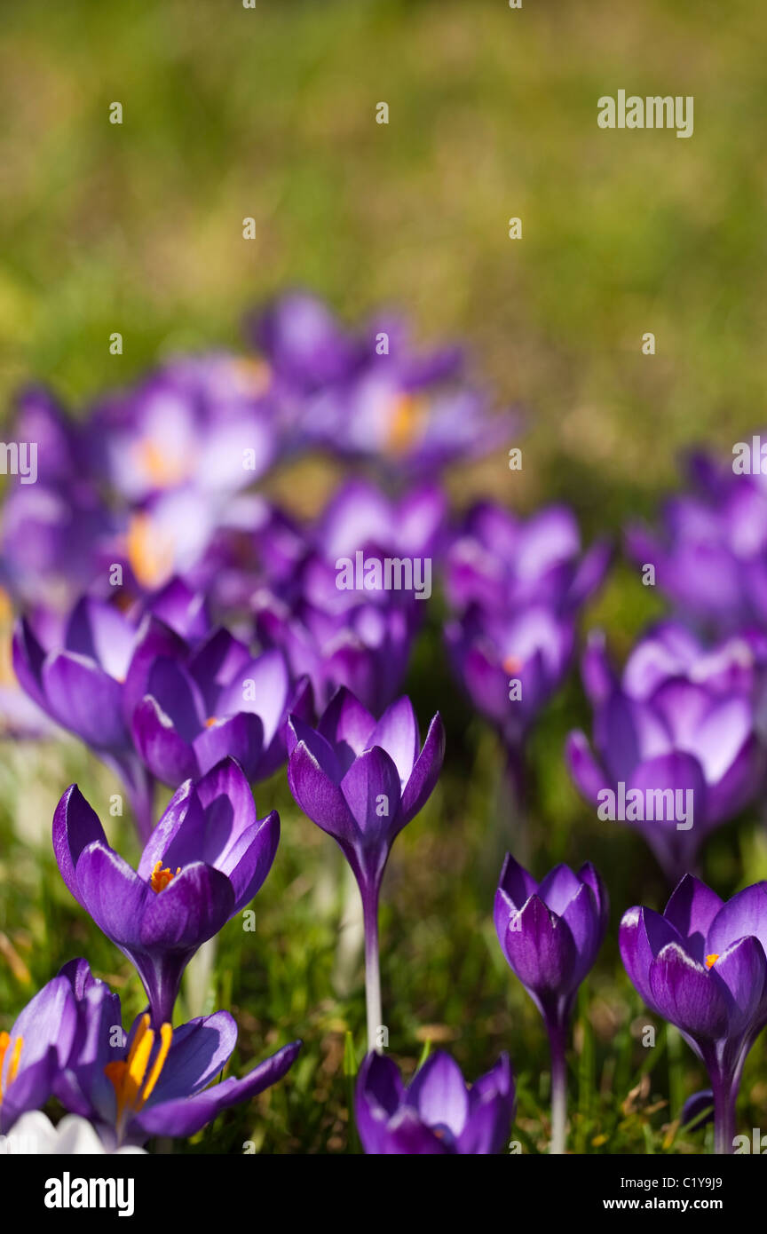 Crocus tommasinianus ‘ruby giant’ hi-res stock photography and images ...