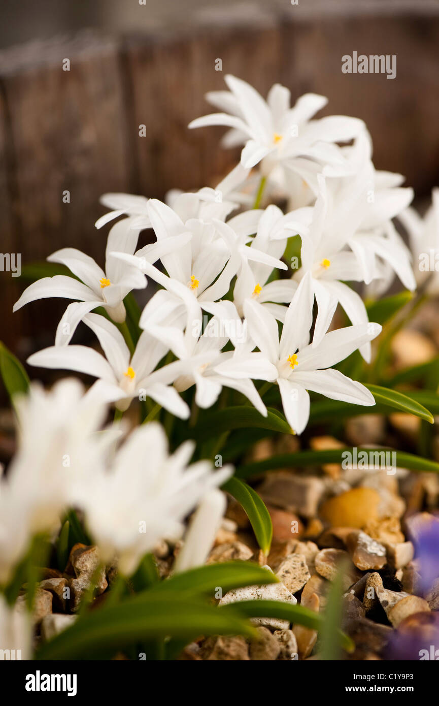 Chionodoxa Luciliae Alba, Glory of the Snow, in flower Stock Photo - Alamy