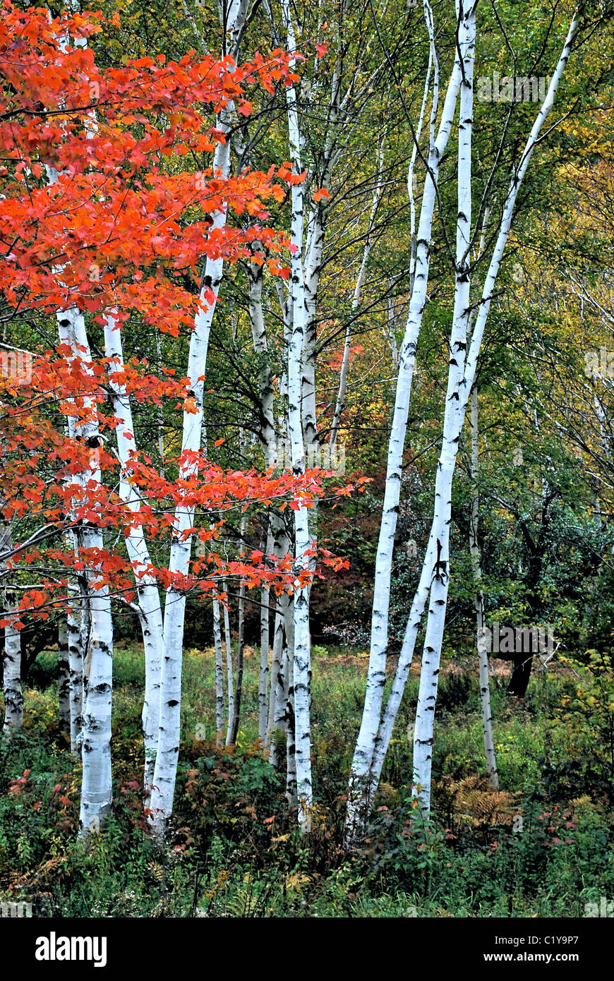 White birches hi-res stock photography and images - Alamy