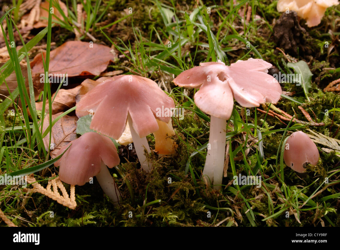 Pink waxcap fungi (Hygrocybe calyptriformis) in grass, Cornwall, UK ...