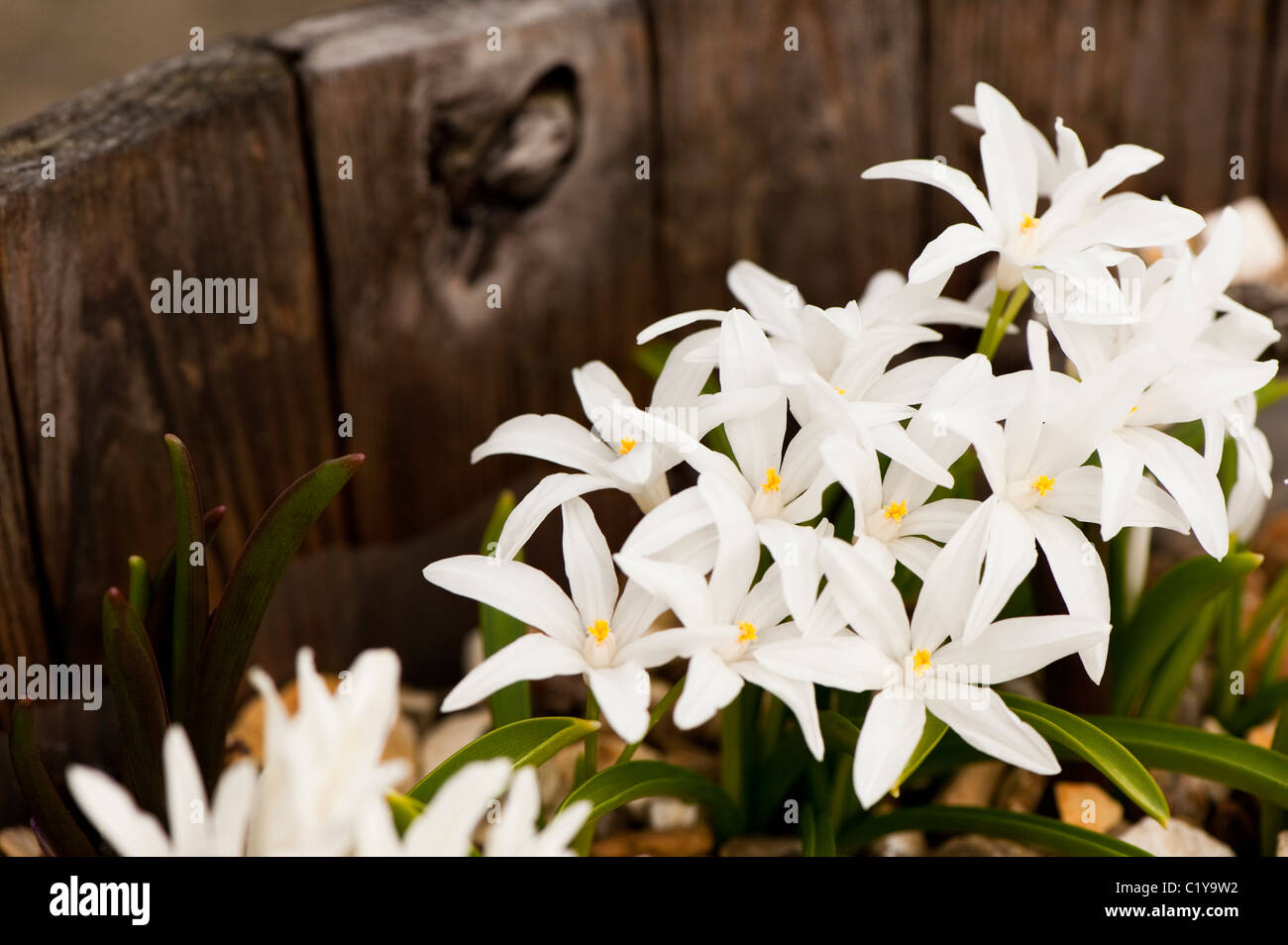 Chionodoxa Luciliae Alba, Glory of the Snow, in flower Stock Photo - Alamy