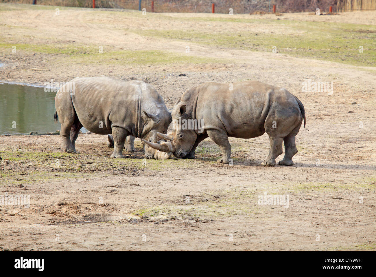 Rhino aggression hi-res stock photography and images - Alamy