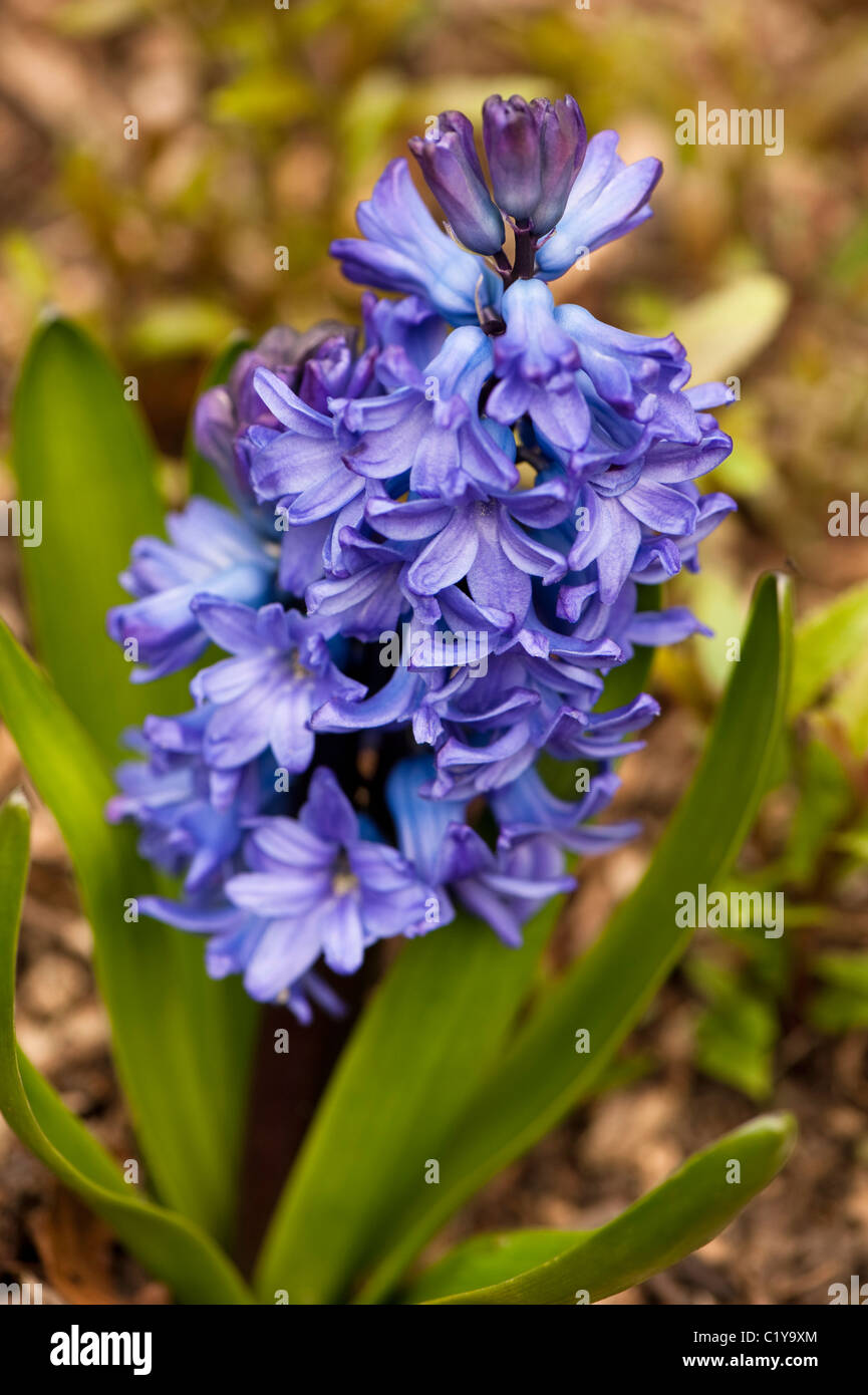 Delft blue hyacinth hi-res stock photography and images - Alamy