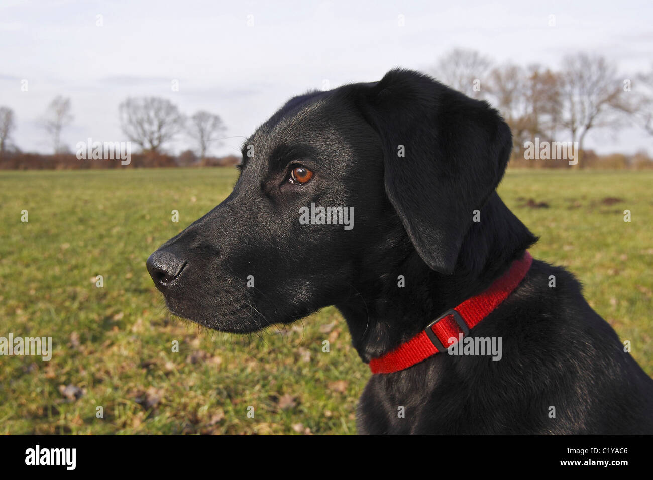 young Labrador Retriever dog - portrait Stock Photo - Alamy