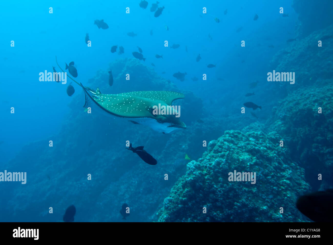 Eagle ray hi-res stock photography and images - Alamy